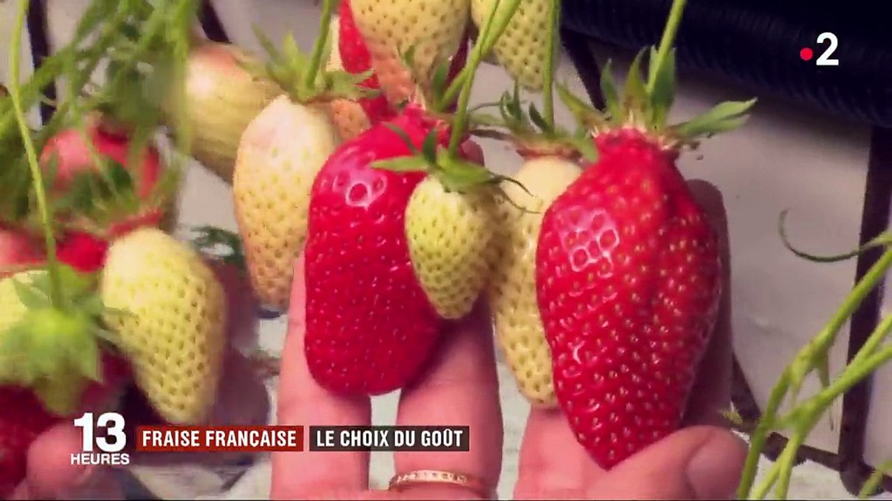 Fraise française : le choix du goût - Vidéo Dailymotion