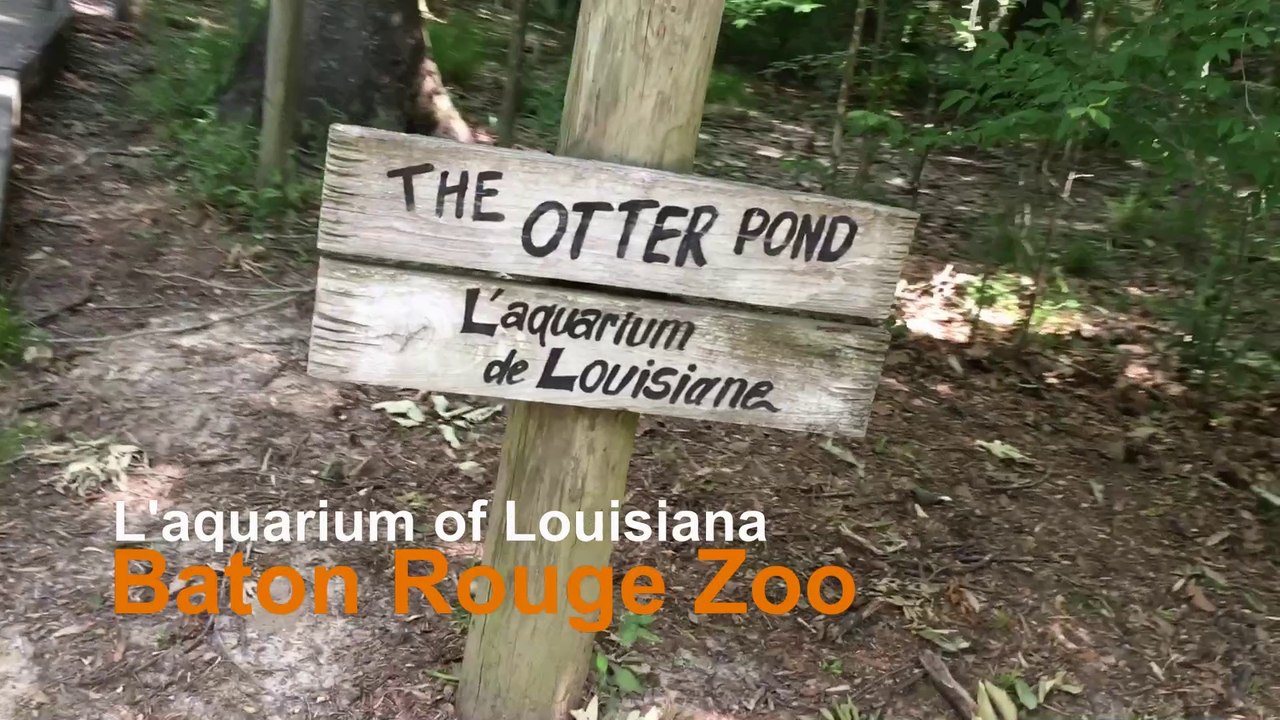 L’aquarium de Louisiane Otter Pond at the Baton Rouge Zoo - video ...