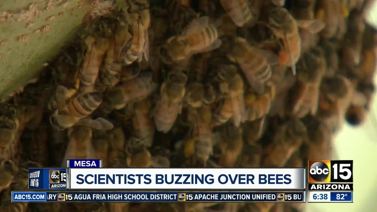 ASU researchers working to preserve bee population - video Dailymotion