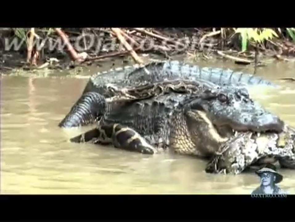 Python vs Alligator - Combat de titans - Vidéo Dailymotion