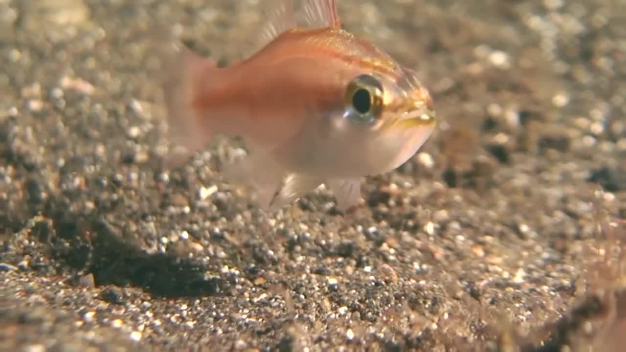 10-Foot Bobbit Worm Might Be The Ocean's Scariest Predator - video ...