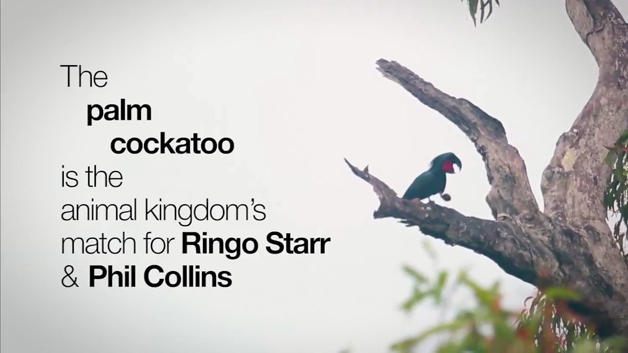 Palm cockatoos beat drum like Ringo Starr,parrots dancing,bird remix ...