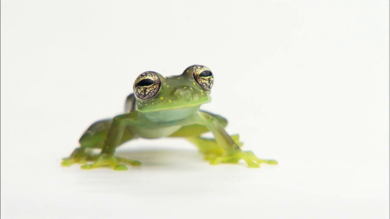 Frogs: The Thin Green Line (PBS Nature) - video Dailymotion