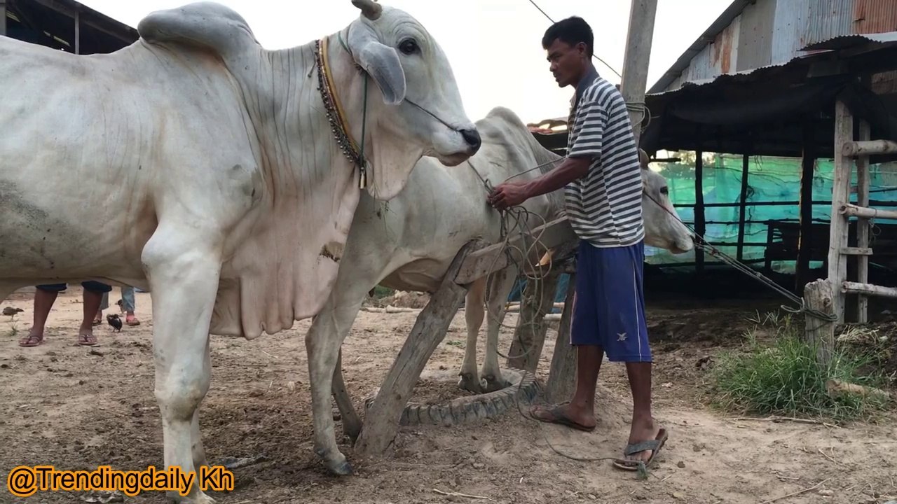 Man Breed Cow How to bred cows in my Country - video Dailymotion