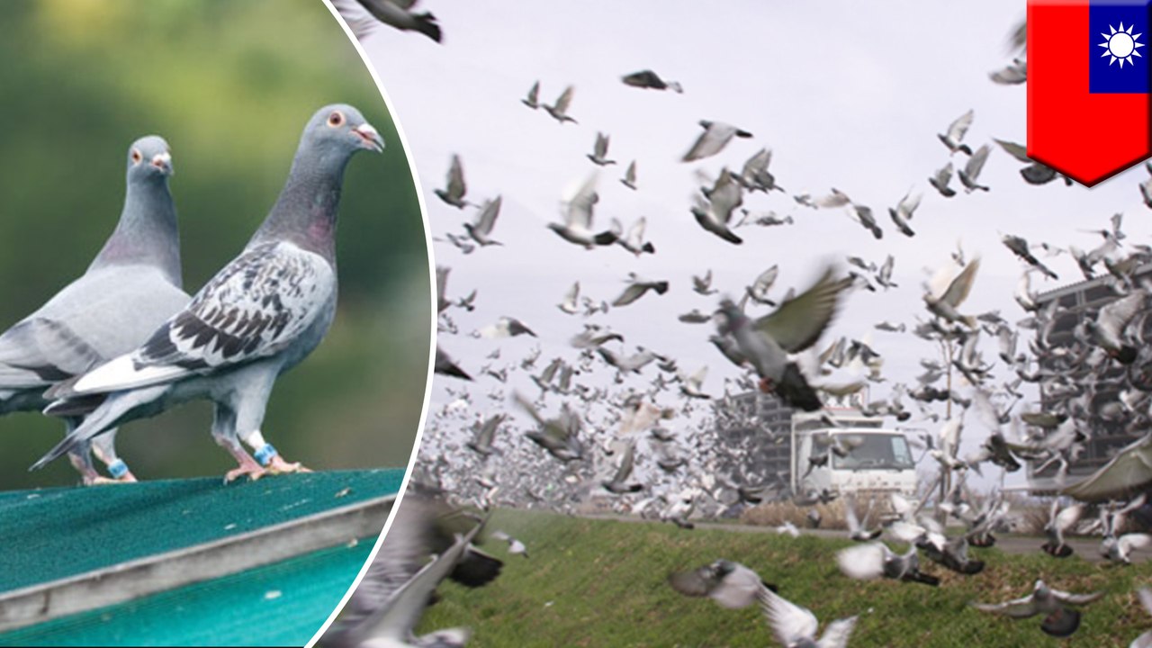 Millions of pigeons in Taiwan’s grueling pigeon race - TomoNews - video ...