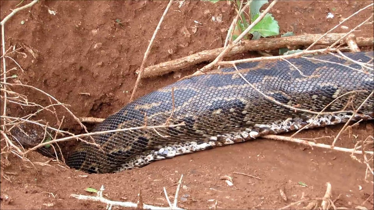 Regardez la taille de ce serpent Python... Presque 4m de long - Vidéo ...