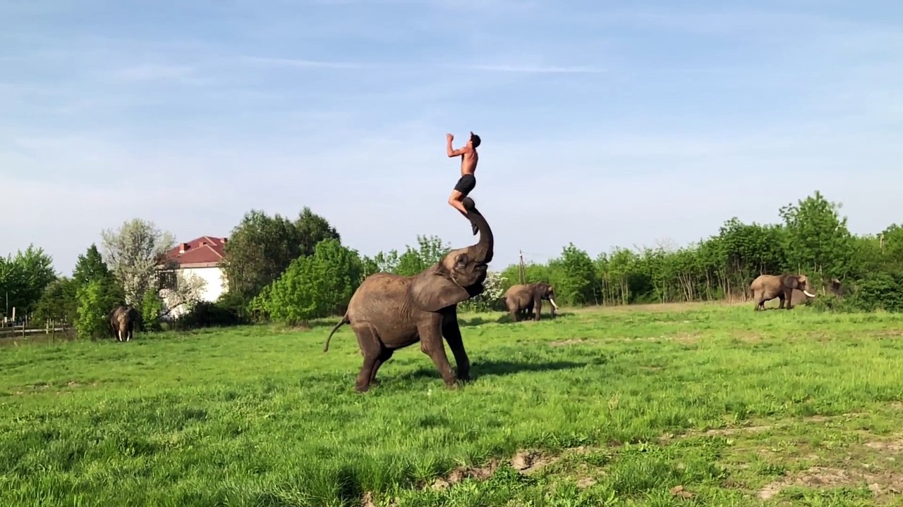 Il fait un backflip propulsé par son éléphant - Vidéo Dailymotion