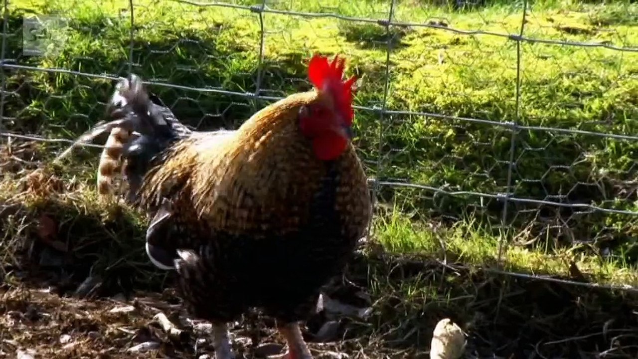 Hafod Haul.s01e01.Yr Ymweliad - video Dailymotion