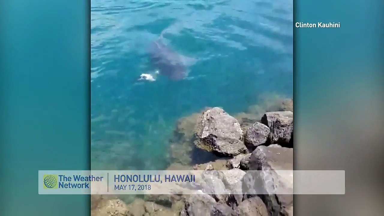 Tiger Shark Caught on Cam up close, lurking around harbour in Honolulu ...