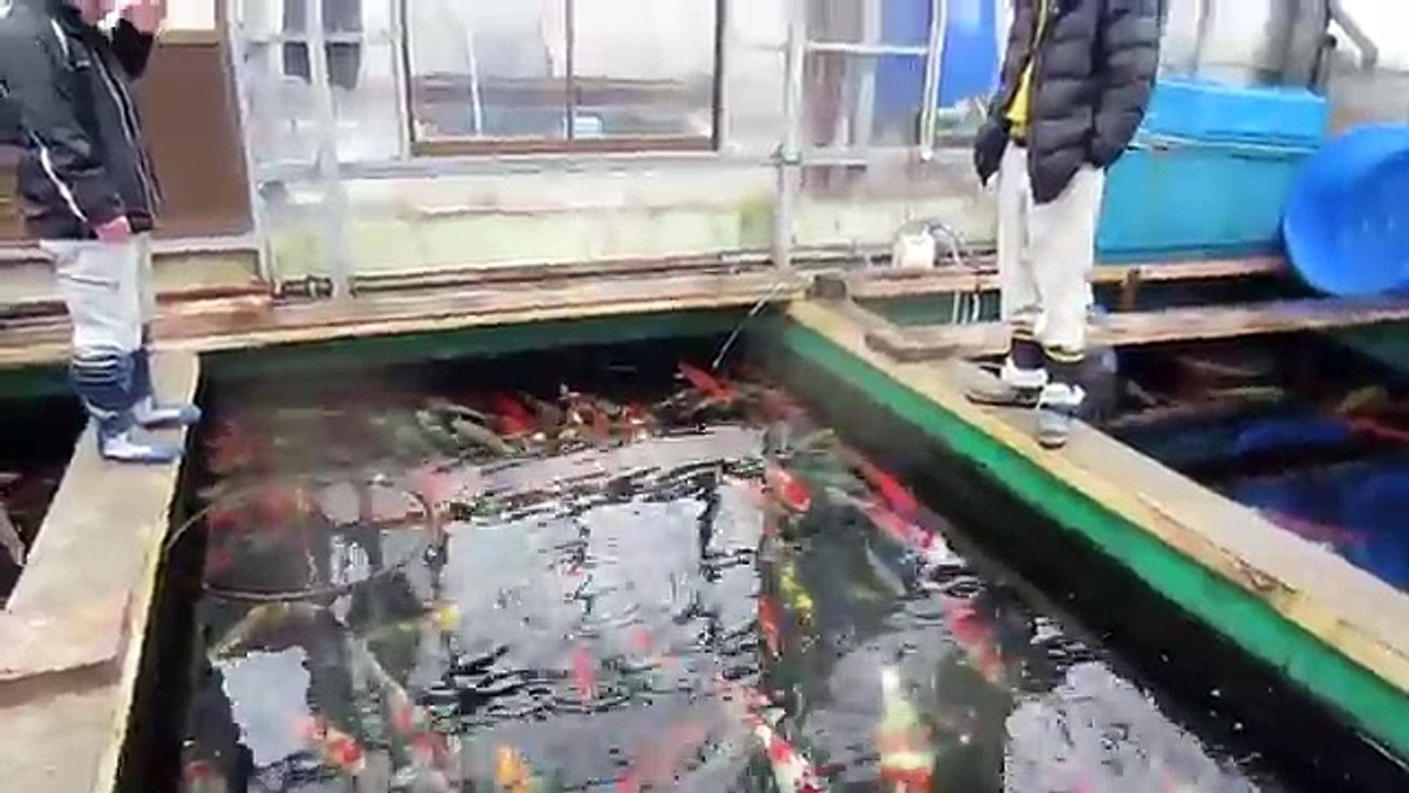 Niigata Japan Koi Fish Farm Tour - Breeder: Otsuka Koi Farm - video ...