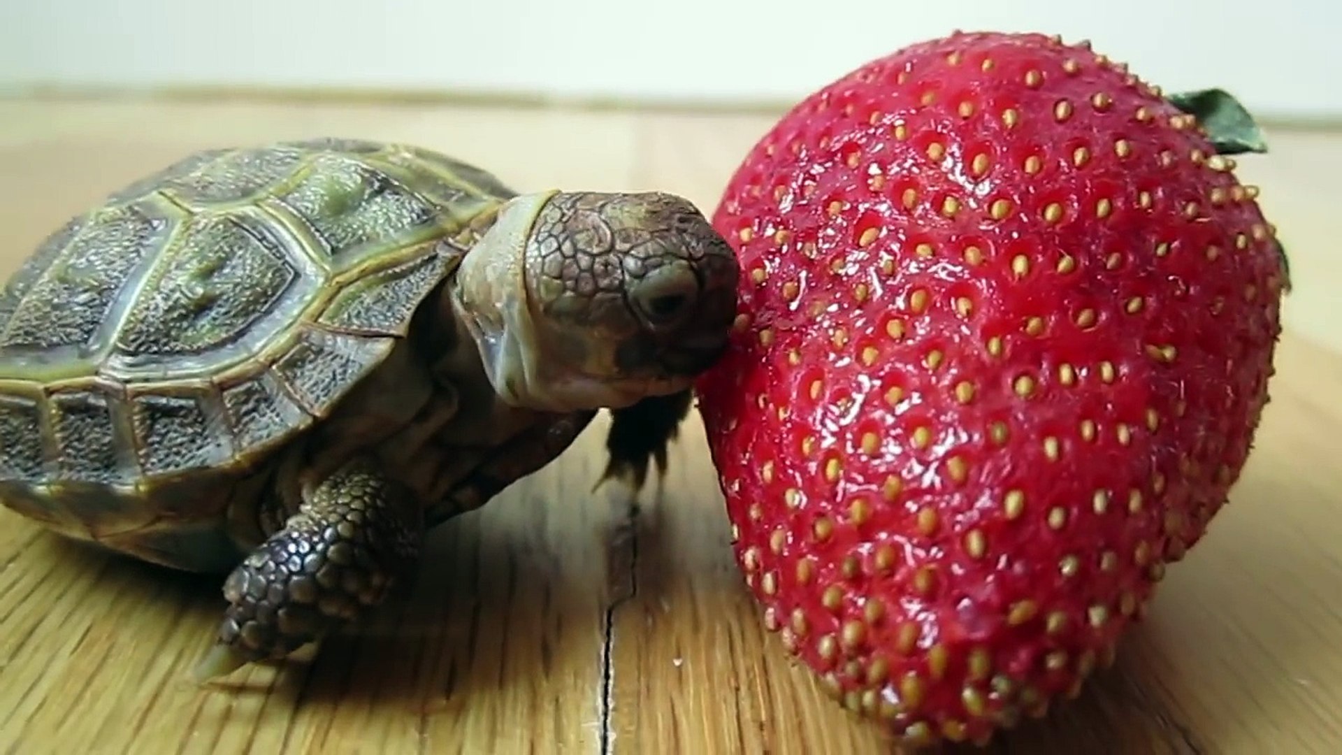 Baby Turtle Eating A Strawberry