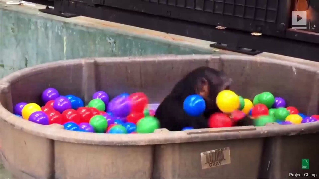 Adorable Rescue Chimps Play in a Ball Pit - video Dailymotion