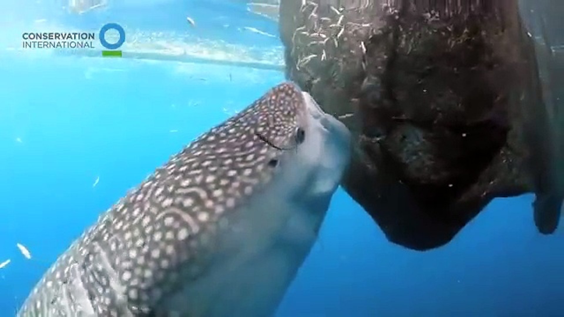 Whale Shark Eating Fish