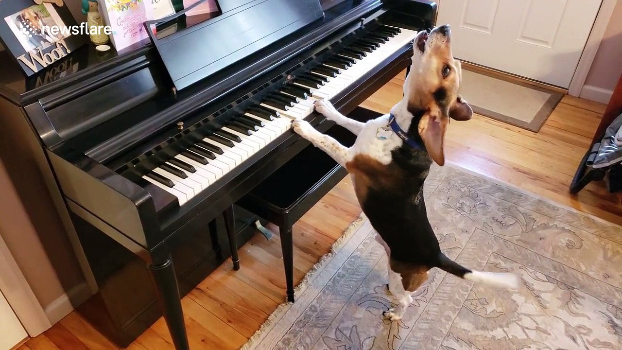 Buddy the beagle shows off his piano and singing skills - video Dailymotion