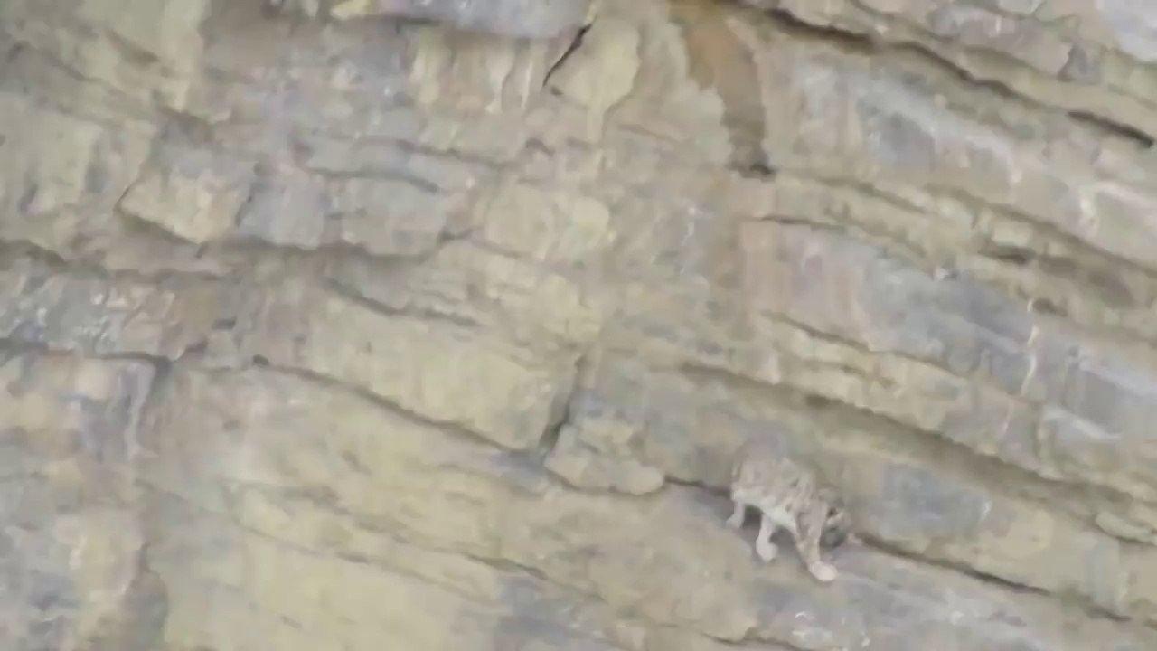 Snow Leopard Falling Down From Mountain Cliff Rare Video Must Watch ...