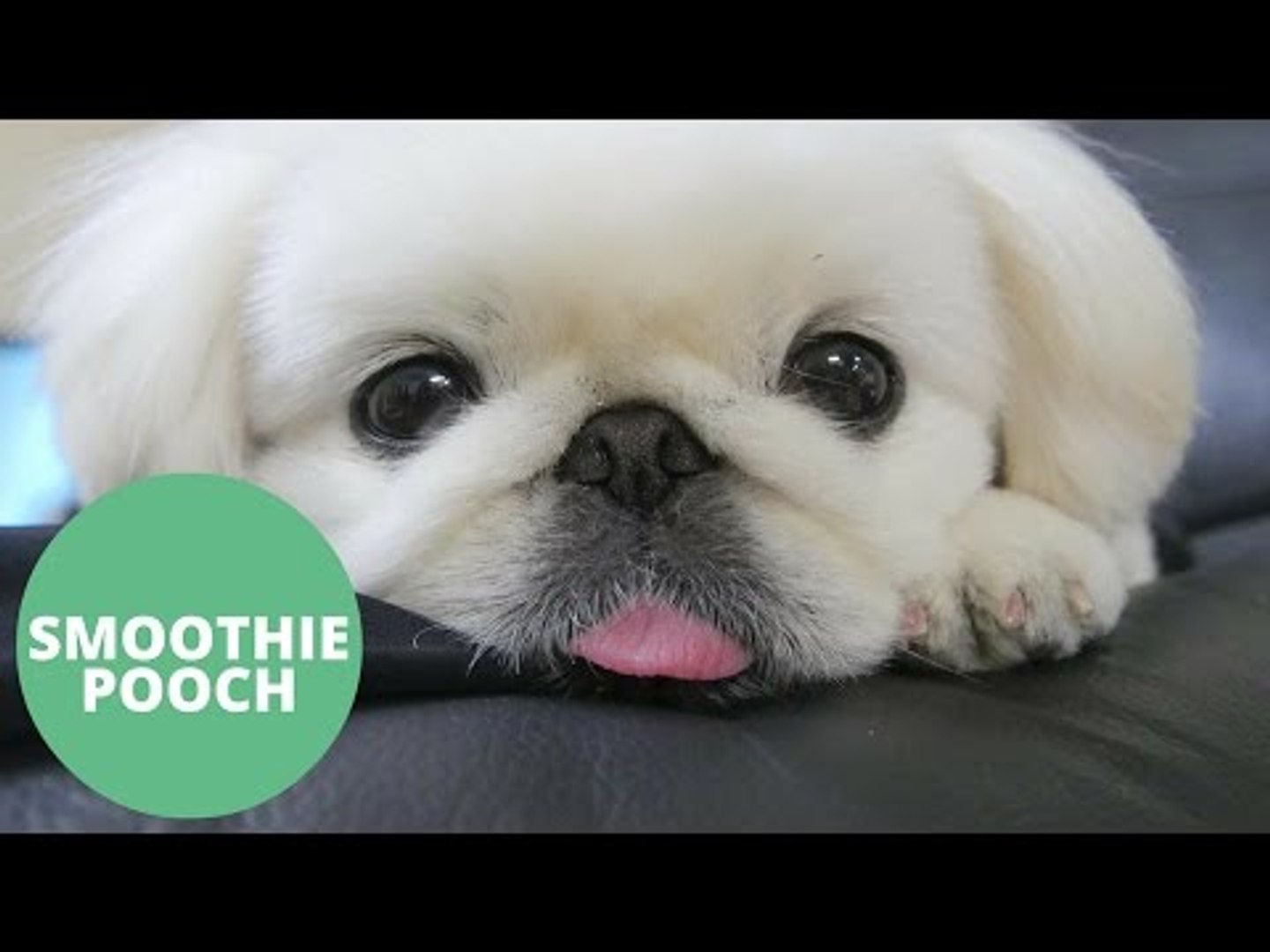 Can Pekingese Eat Watermelon