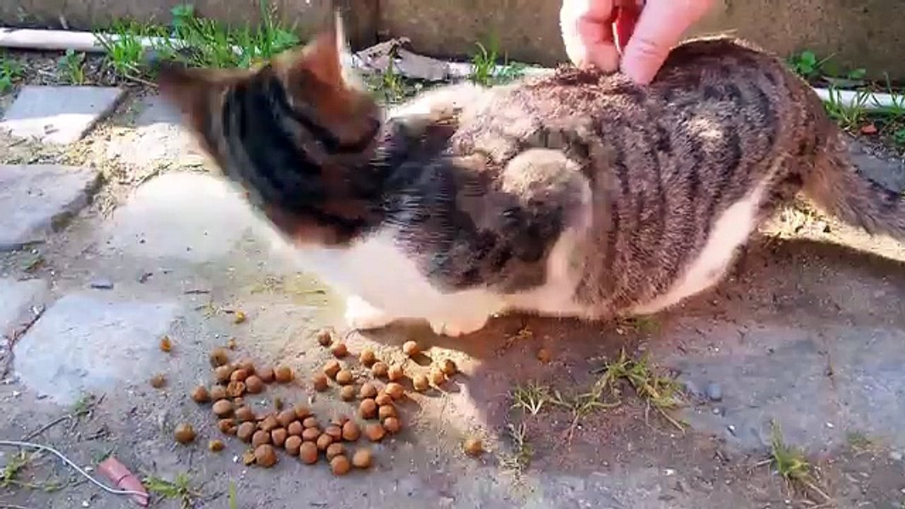Grappige Katten new / Grappige Katten Filmpjes - video Dailymotion