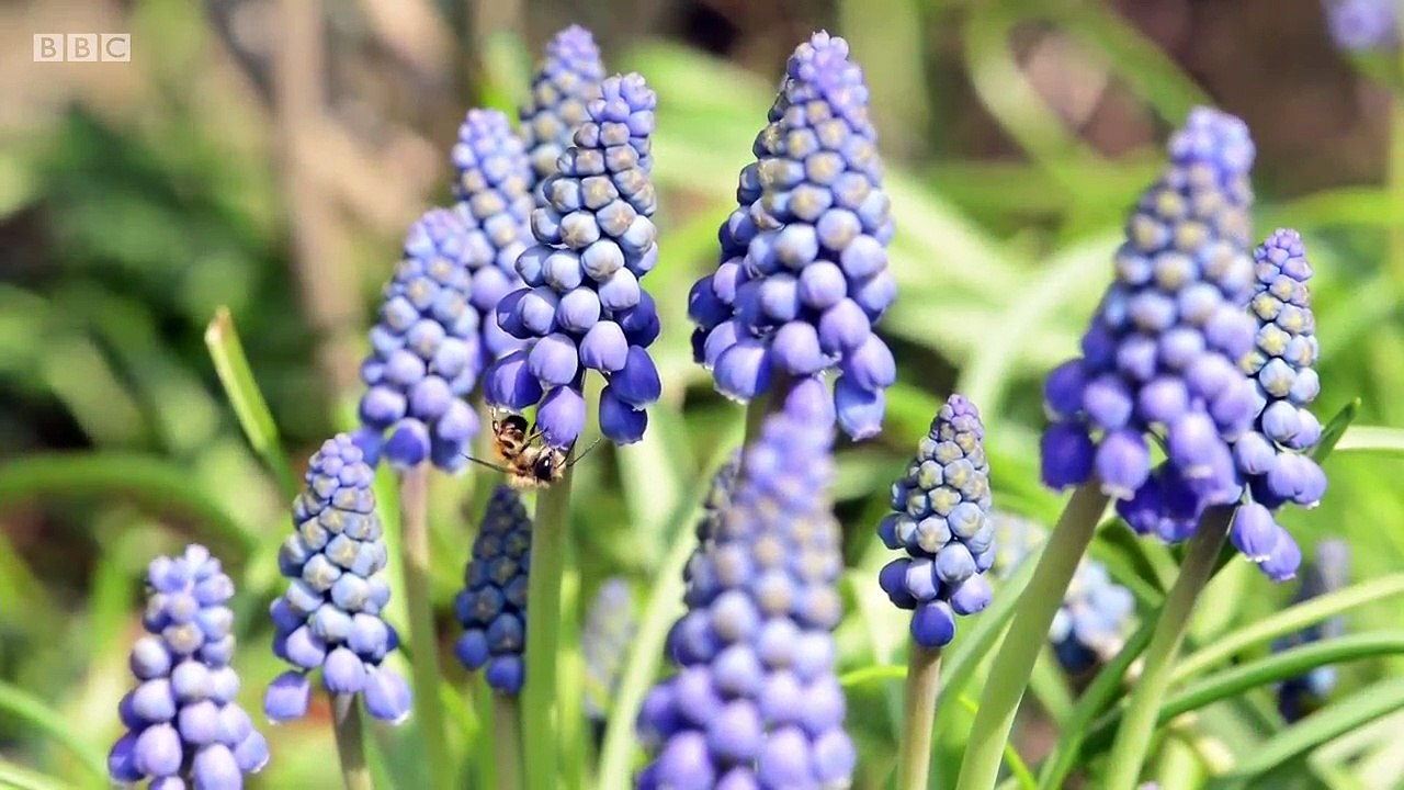 Springwatch Episode 8 2018 Video Dailymotion