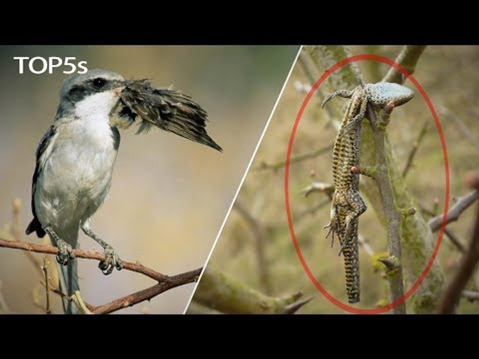 5 Strangest & Most Disturbing Animal Behaviours You'll Be Glad Humans ...