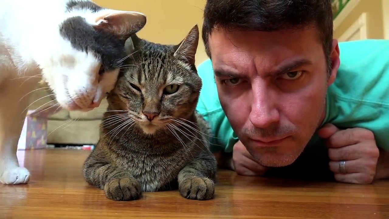 Cats Are Funny! - Best of The Mean Kitty Compilation GET READY to LAUGH ...