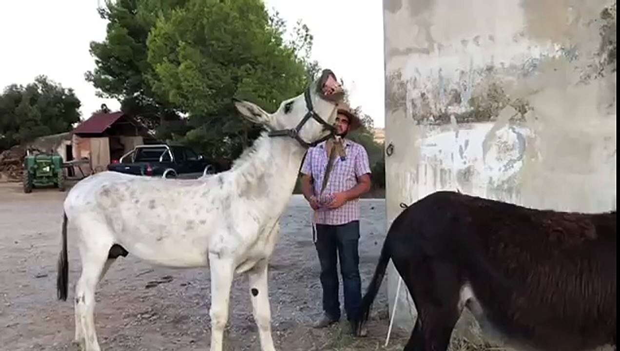 Burro y burra - Dailymotion Video