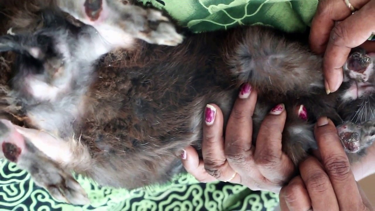 The bumble-footed rabbit is very clever 1/3 - video Dailymotion