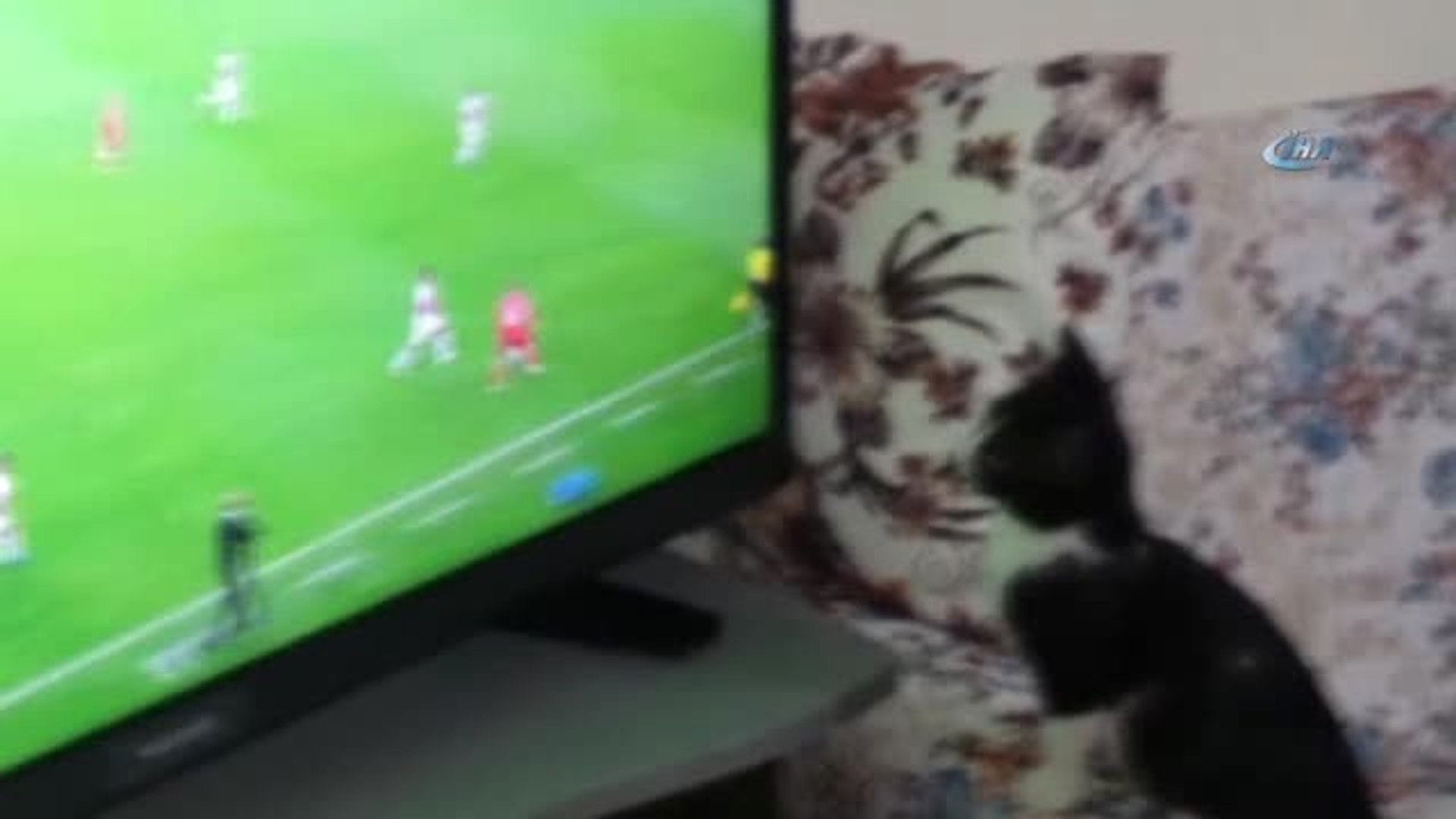 Tv Gif Izleyen Kedi