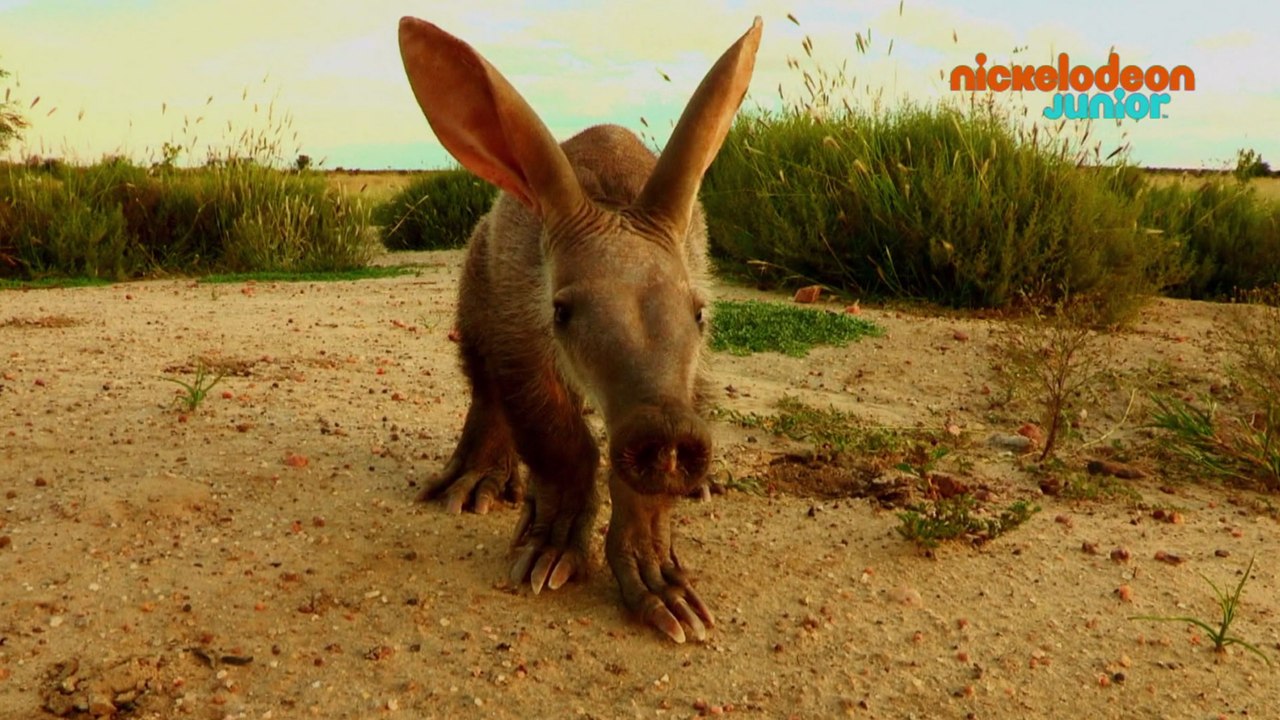 Zoofari | Nez à nez | NICKELODEON JUNIOR - Vidéo Dailymotion