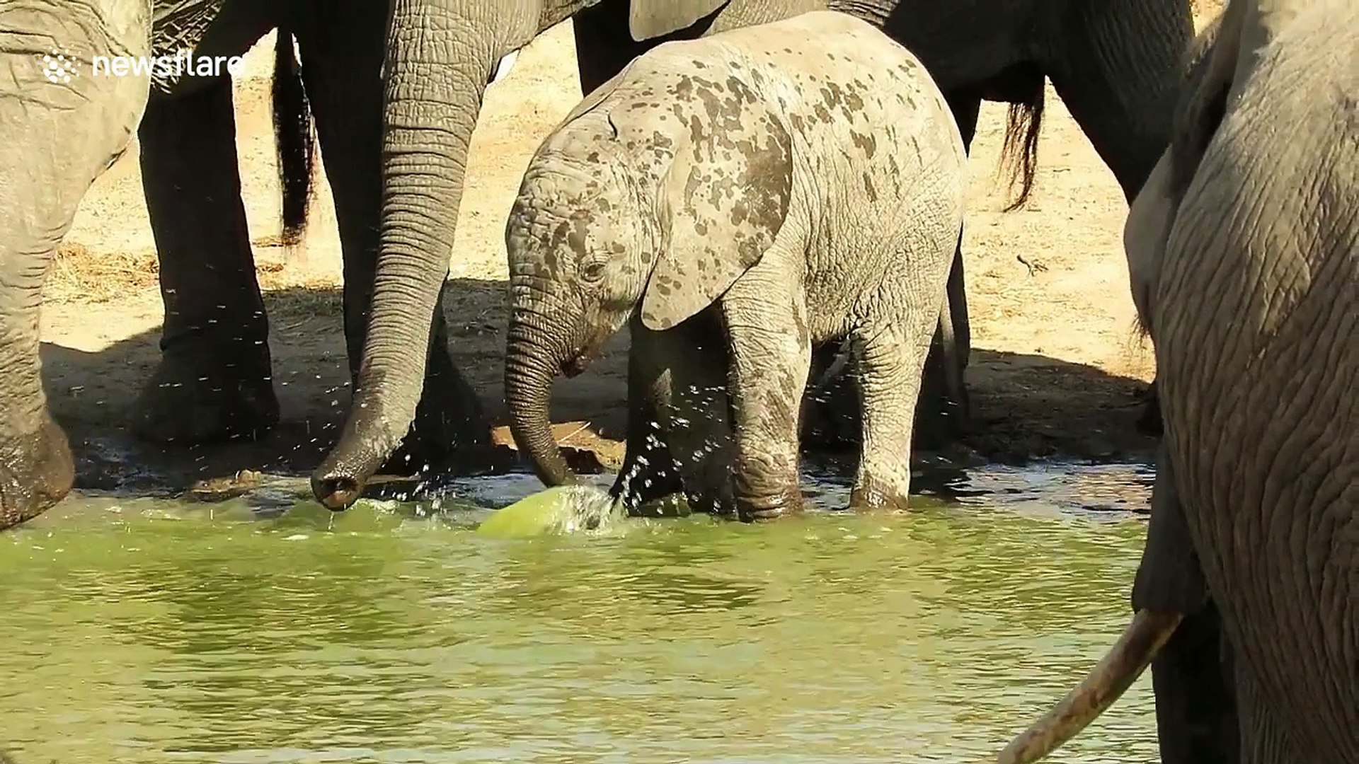 Baby Elephant Drinking Water