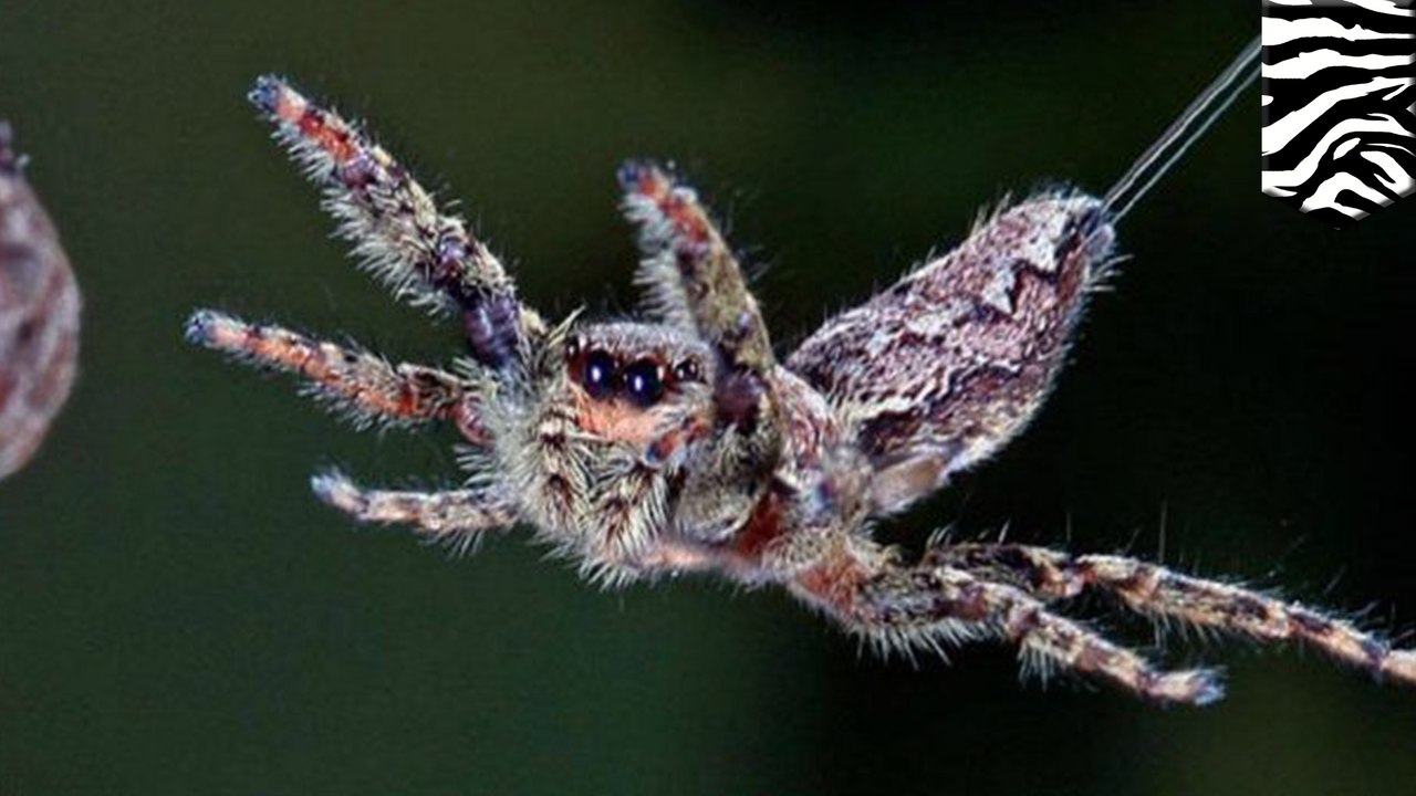 Ballooning spiders use electric fields to fly - video Dailymotion