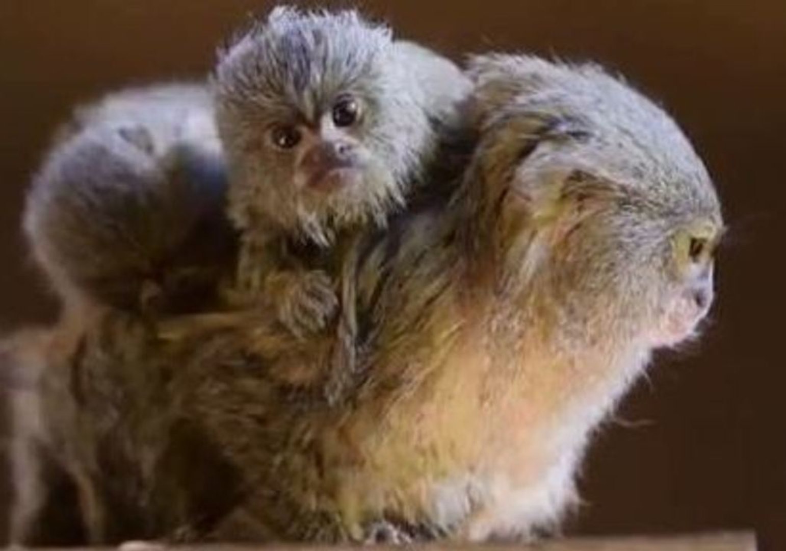 Newborn Pygmy Marmoset