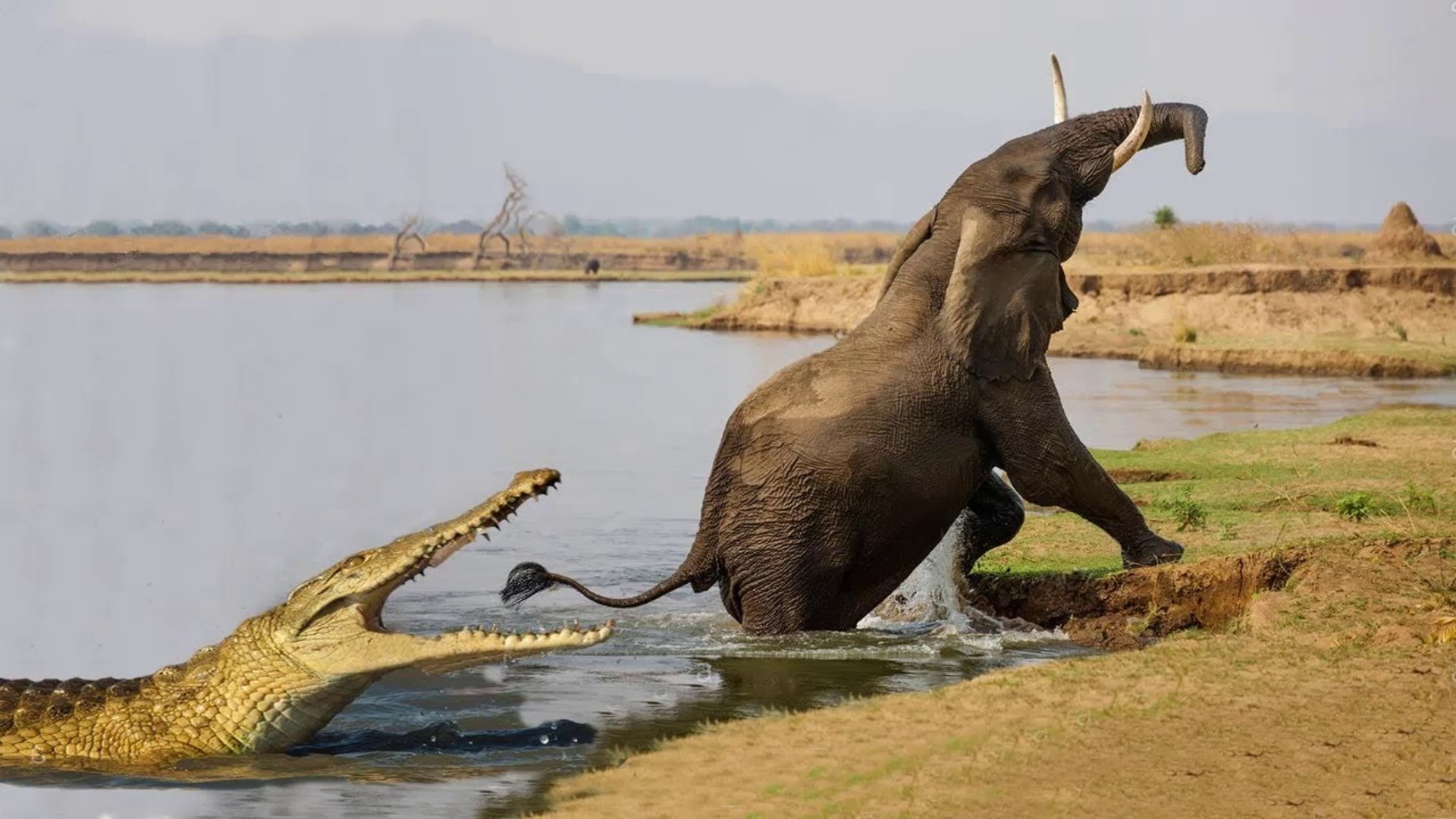 Crocodile Vs Elephant