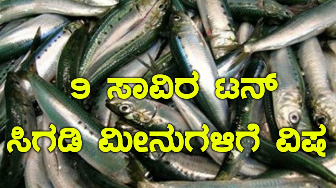 ಉಡುಪಿಯಲ್ಲಿ 25 ಲಕ್ಷ ಬೆಳೆಯಷ್ಟು ಸಿಗಡಿ ಮೀನುಗಳಿಗೆ ವಿಷ | Oneindia Kannada ...