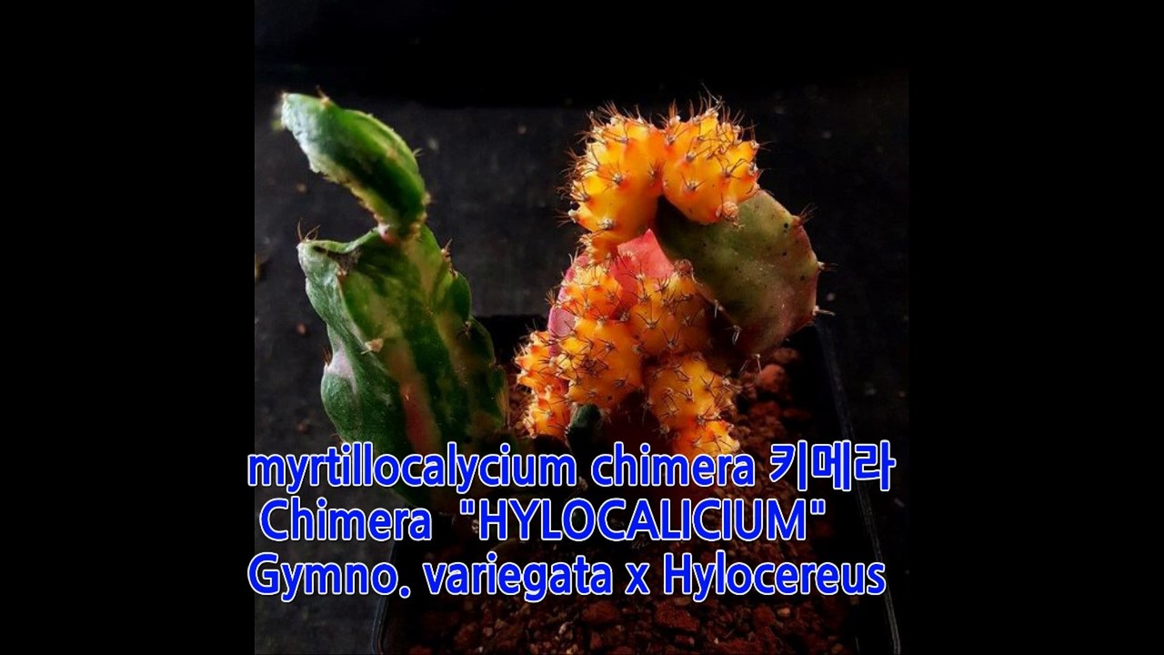 고급 다육식물 myrtillocalycium chimera 키메라 Chimera HYLOCALICIUM Gymno ...