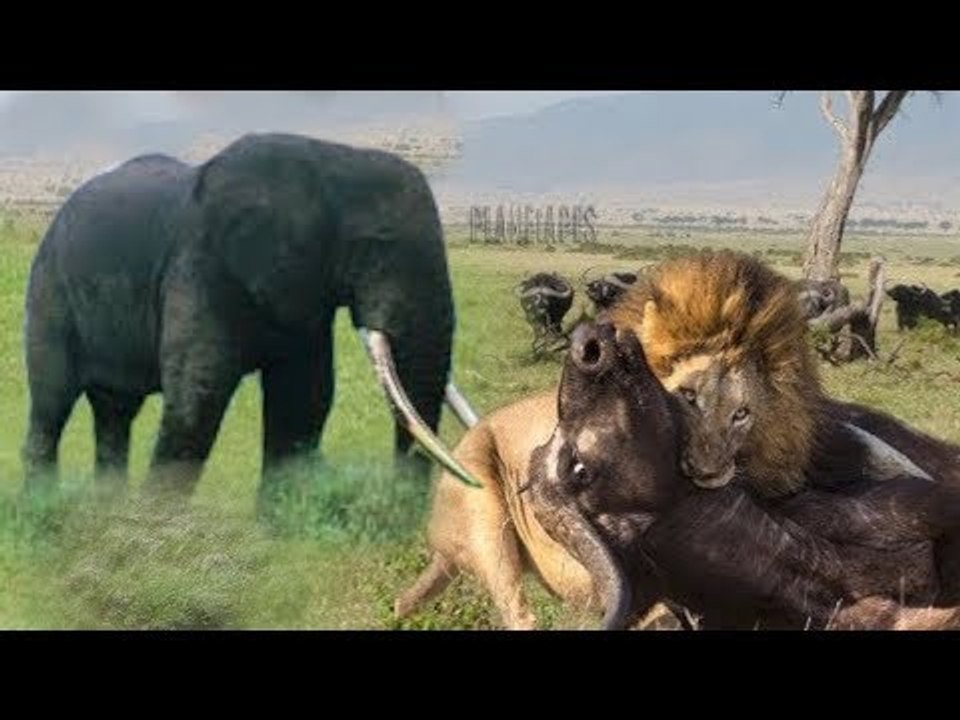 Animals Fight Buffalo Losing The Battle But The Angry Elephant Charge ...