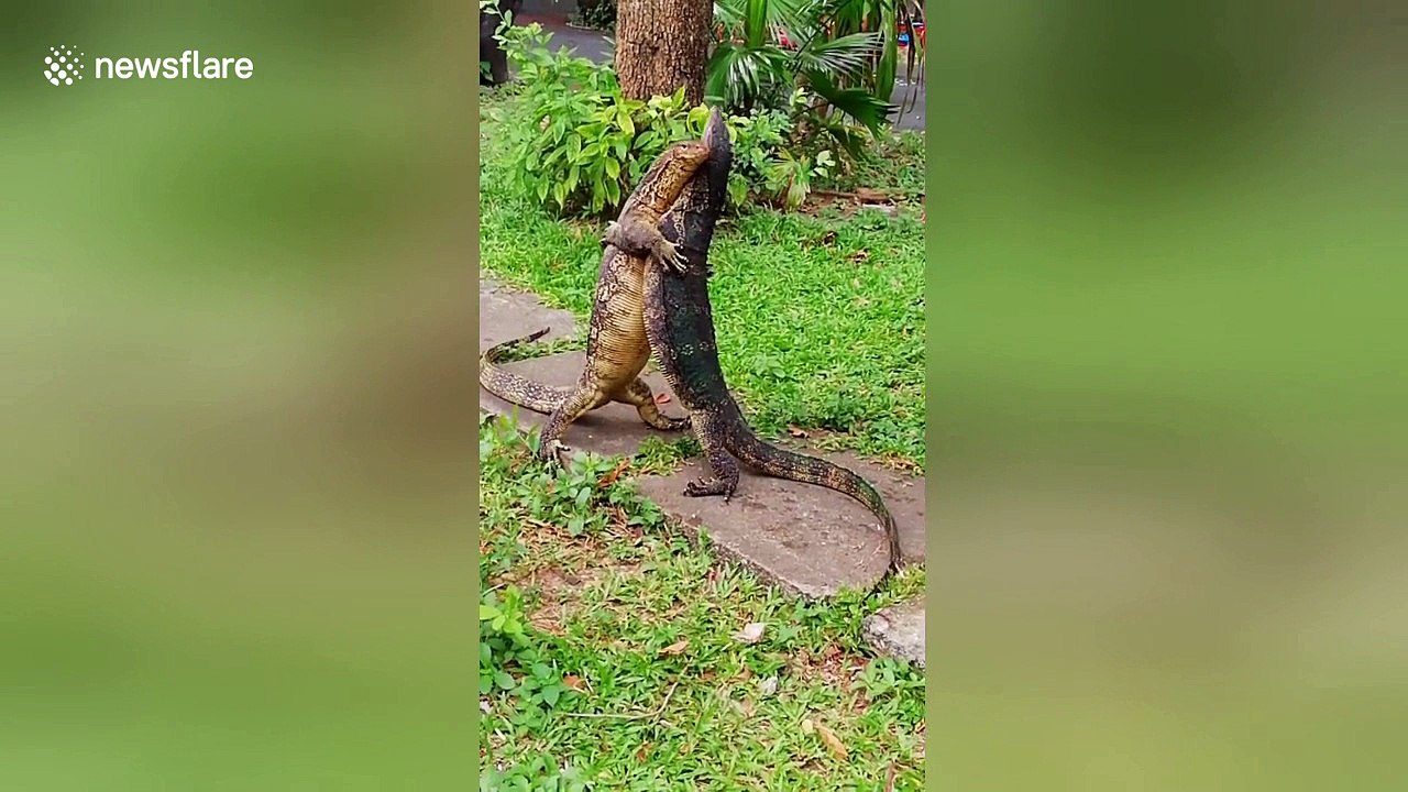 Two monitor lizards enjoy PDA in children's playground - video Dailymotion