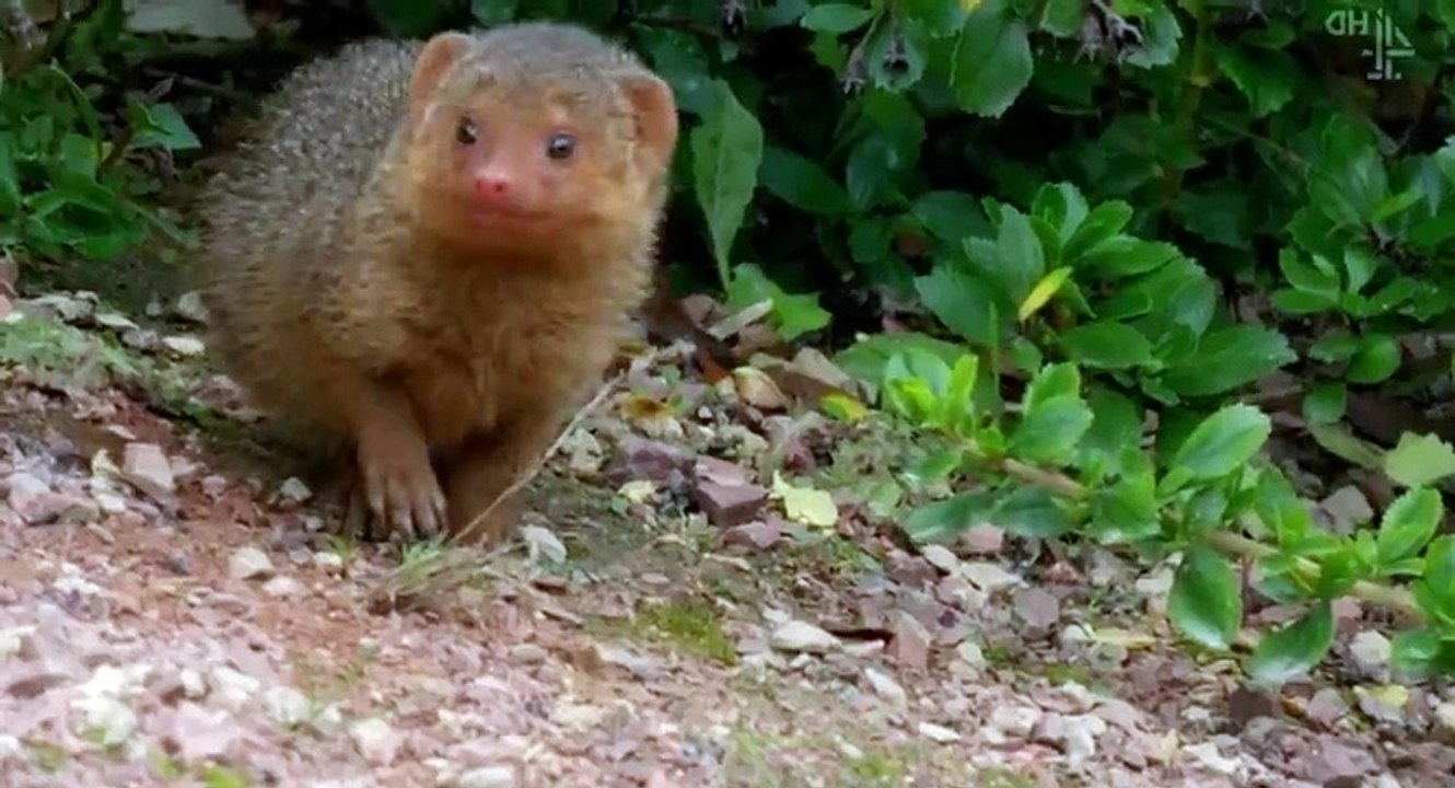 The Secret Life of the Zoo S05 - Ep04 4 HD Watch - Dailymotion Video