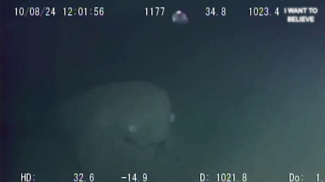 What kind of creature staring into the camera? Ningen? – Видео Dailymotion