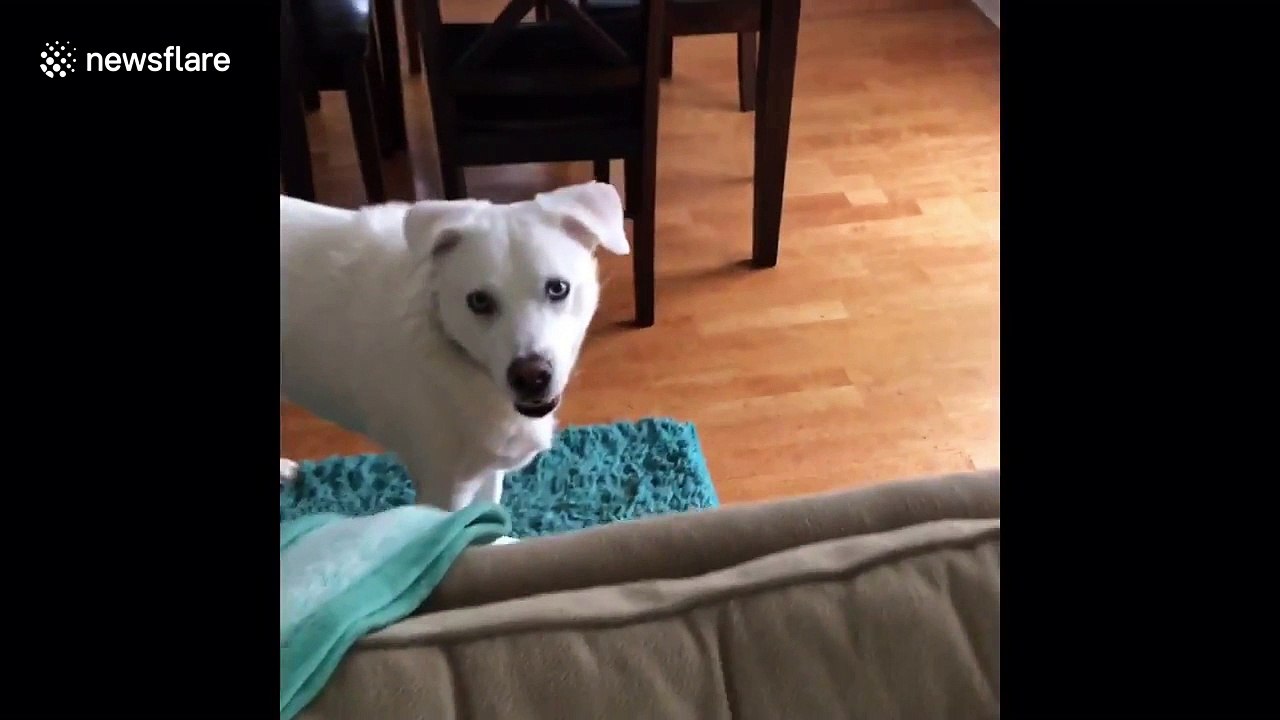 This dog is hilariously terrified of inanimate objects - video Dailymotion
