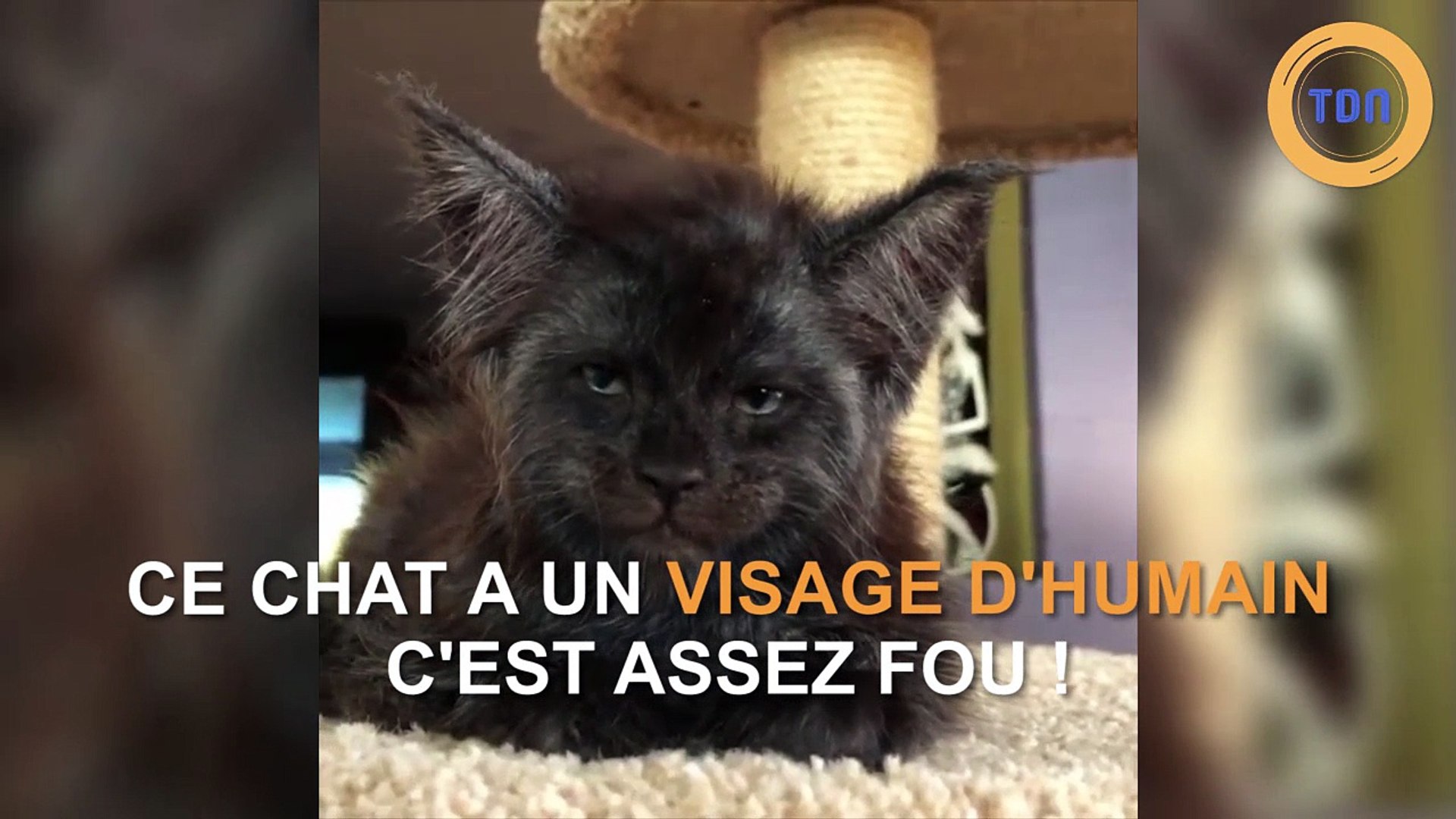 Visage De Chat Humain Qui Du Chien Ou Du Chat S'attache Le Plus à