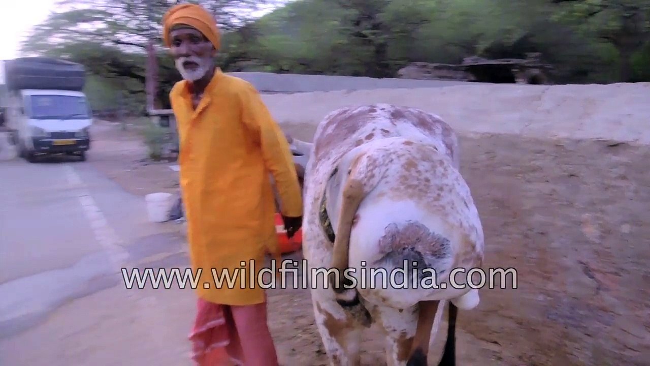 Freak Cow with two legs hanging out of its bum - video Dailymotion