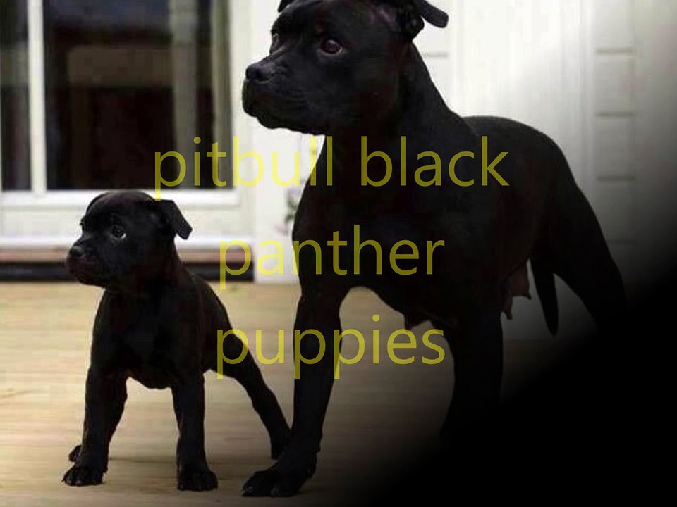 pitbull black panther puppies - Vídeo Dailymotion