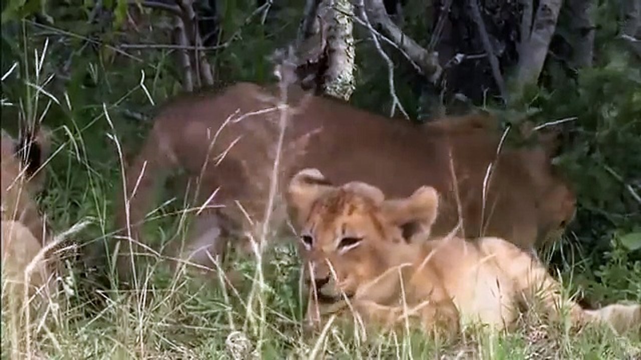 El Rey de la Manada, Mapogos HD - Dailymotion Video