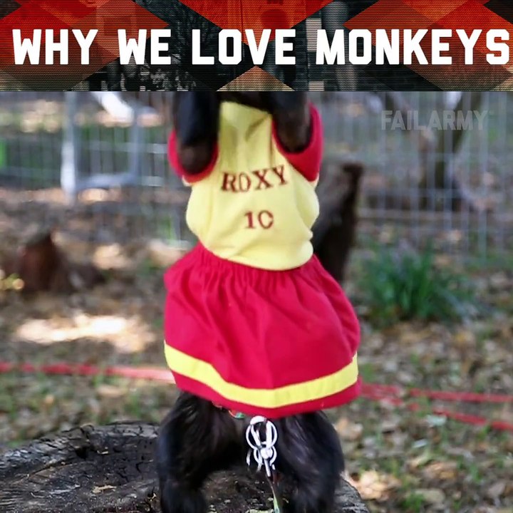 Monkey see, monkey fail! - video Dailymotion