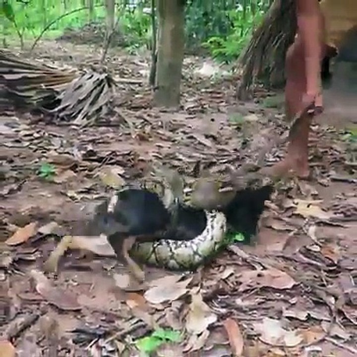 Anaconda and Dog - video Dailymotion