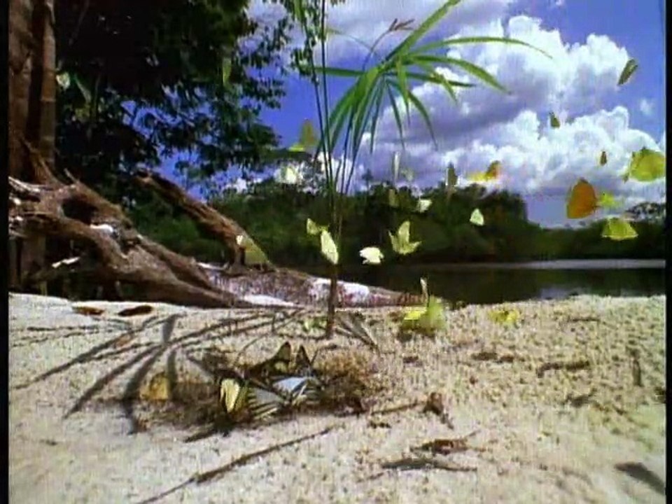 Baby Einstein 21 - Baby Van Gogh World of Colors - video Dailymotion