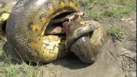 Anaconda vs Caiman Alligator - video dailymotion