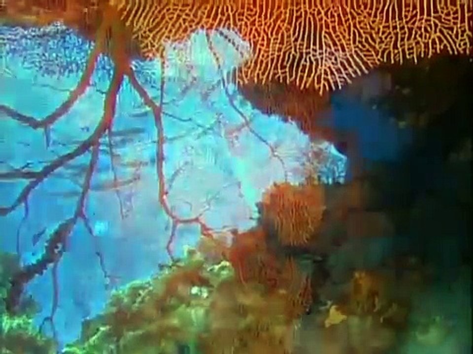 Treasures of the Great Barrier Reef PBS 1995) ANIMAL DOCUMENTARY ...