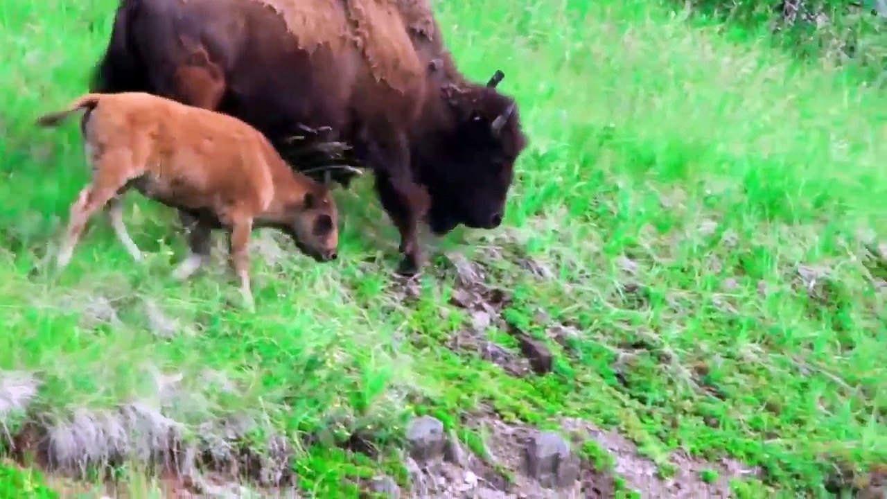 Bison vs wolf- amazing fight - video Dailymotion