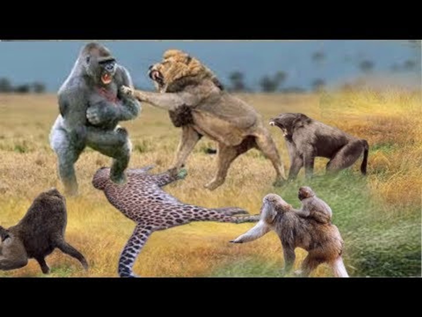 Baboon Attack Lion